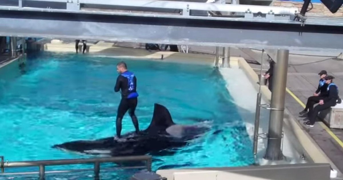 SeaWorld Trainers Still Riding Orcas Despite Legal Ruling - The Dodo