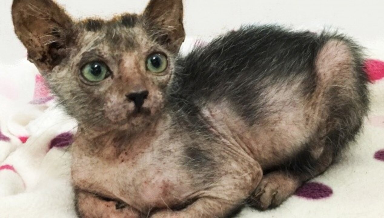 Stray Cat Gives Birth To Extremely Rare 'Werewolf' Kitten - The Dodo