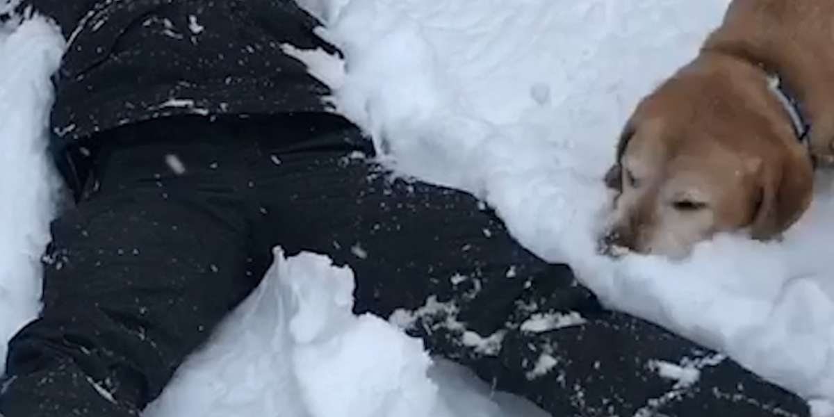 Dog Makes Snow Angel With His Owner - Videos - The Dodo