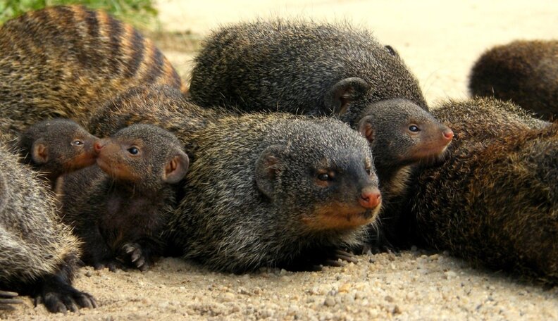 Parenthood: Mongooses Have A Learning Curve, Too - The Dodo