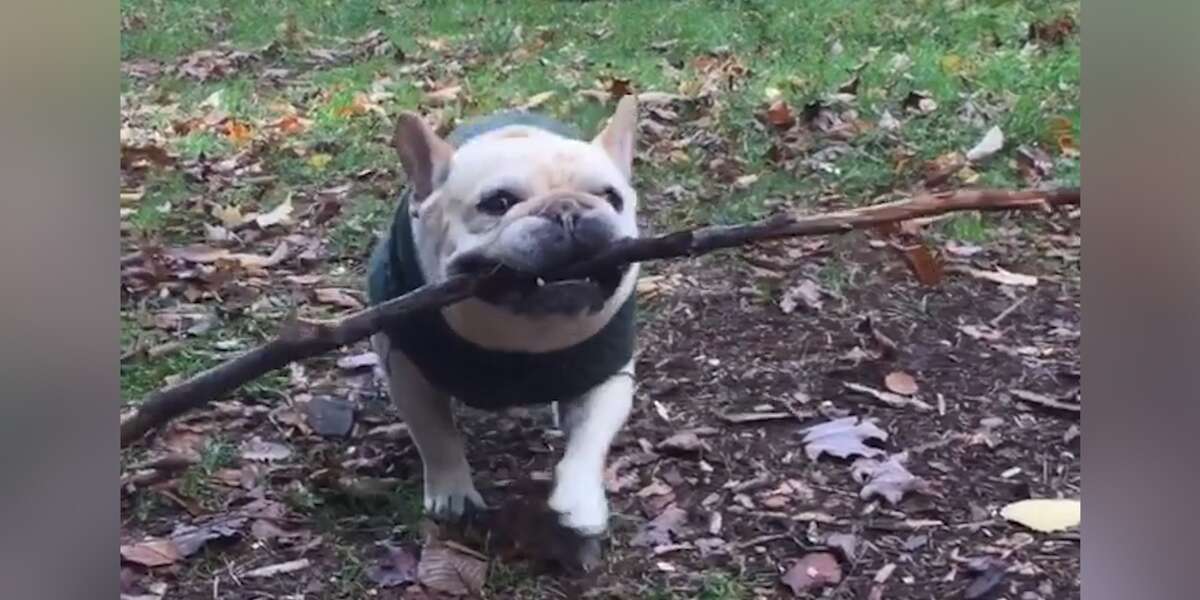 Dogs Who Are Proud Of Their Sticks - Videos - The Dodo