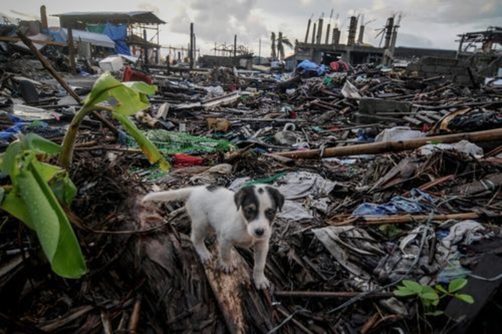 Sick Puppy Beats The Odds After Cyclone Ravages Island - The Dodo