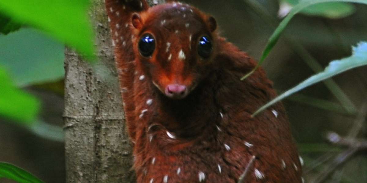 11 Animals You Didn't Know Could Fly - The Dodo