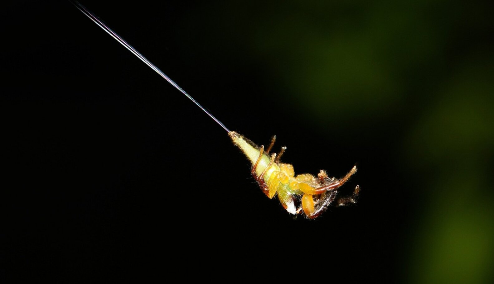 11 Animals You Didn't Know Could Fly - The Dodo