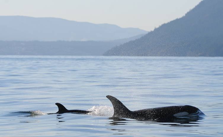 Oldest Orca Mom On Record Gives Birth To A Brand New Baby - The Dodo