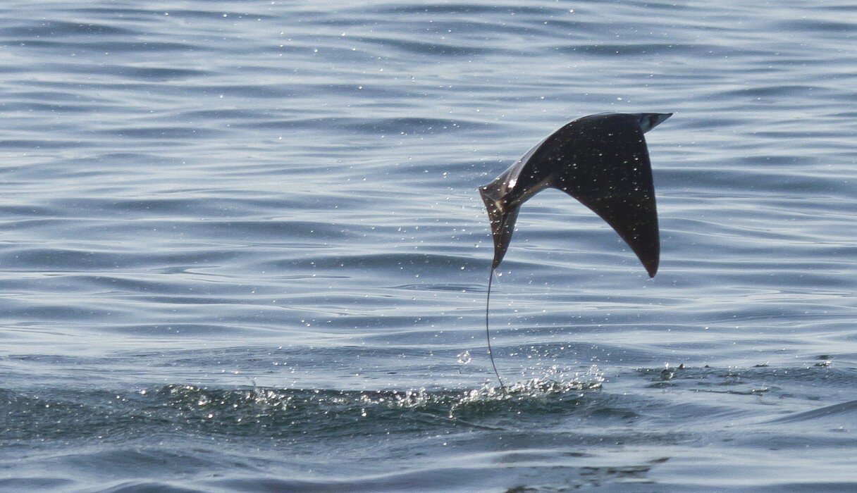 11 Animals You Didn't Know Could Fly - The Dodo