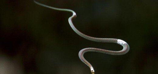 11 Animals You Didn't Know Could Fly - The Dodo