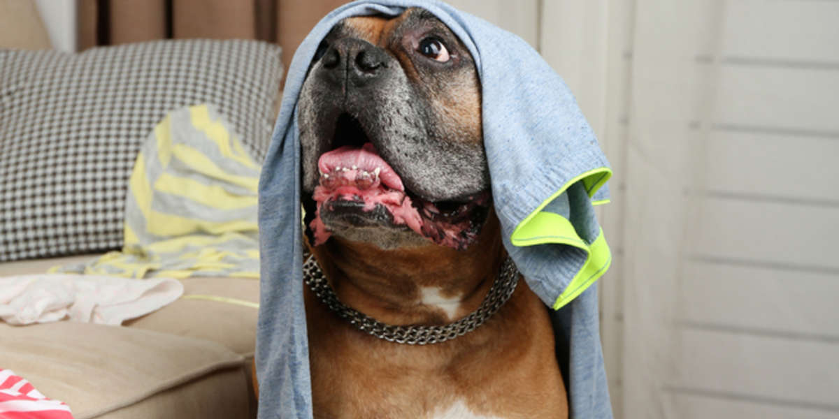 16 Ways The Entire World Knows You're Obsessed With Dogs - The Dodo