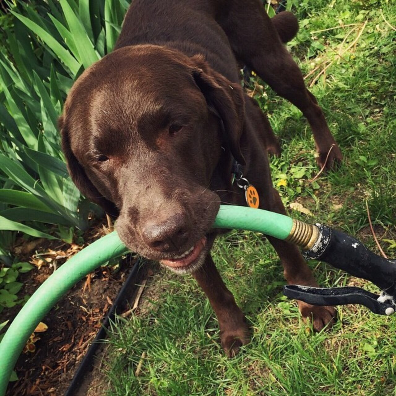 16 Ways The Entire World Knows You're Obsessed With Dogs - The Dodo