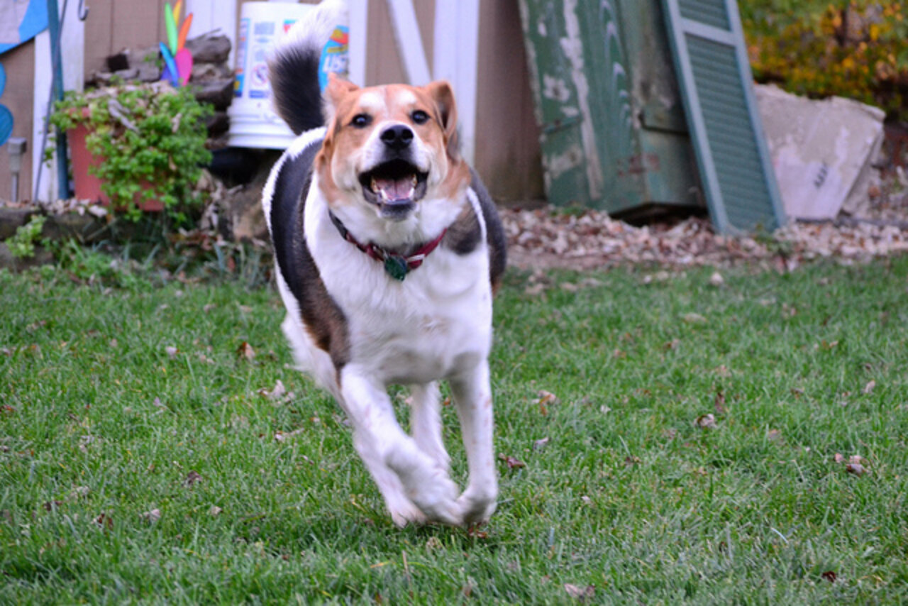 16 Ways The Entire World Knows You're Obsessed With Dogs - The Dodo