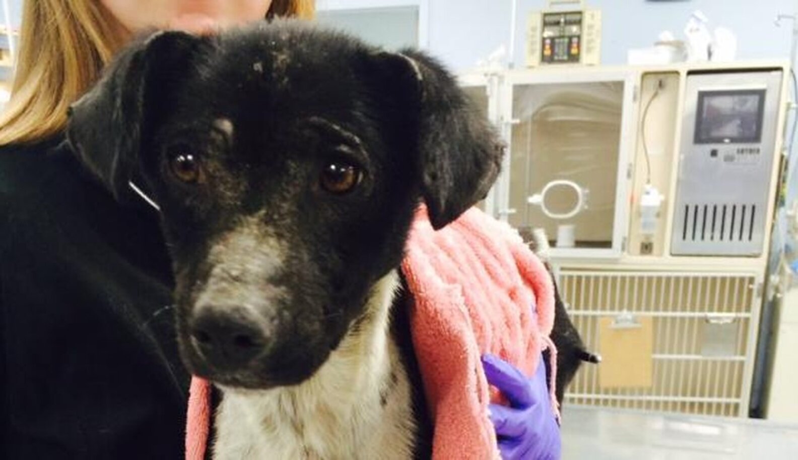 Found Shot With An Arrow, Sweet Dog Just Wants To Be Loved - The Dodo