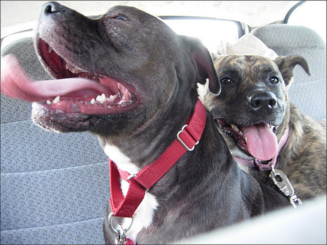 16 Ways The Entire World Knows You're Obsessed With Dogs - The Dodo