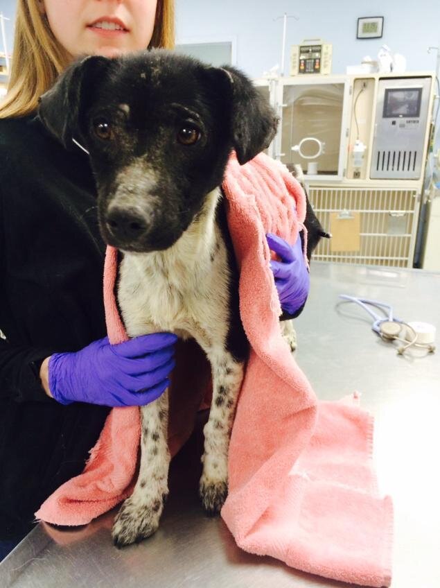 Found Shot With An Arrow, Sweet Dog Just Wants To Be Loved - The Dodo