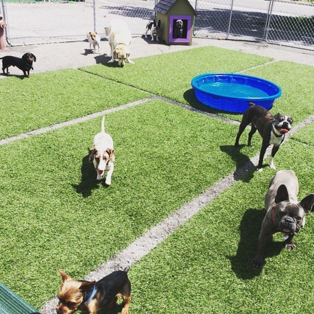 16 Ways The Entire World Knows You're Obsessed With Dogs - The Dodo