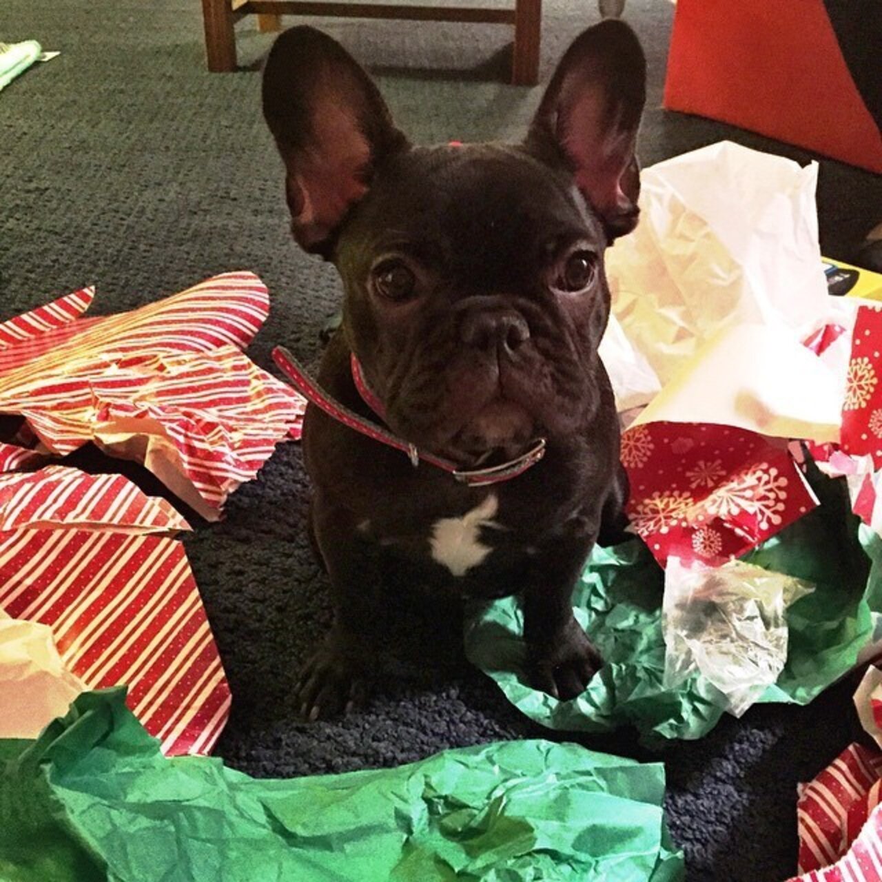 16 Ways The Entire World Knows You're Obsessed With Dogs - The Dodo