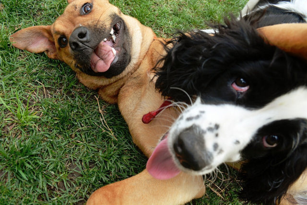 16 Ways The Entire World Knows You're Obsessed With Dogs - The Dodo