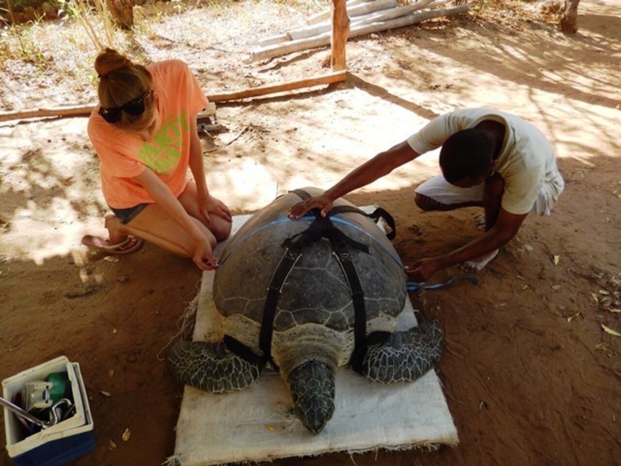Rescuers Save Record Number Of Sea Turtles - The Dodo