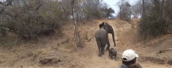 Baby Elephant Learns A Life Lesson: How To Climb A Hill - The Dodo