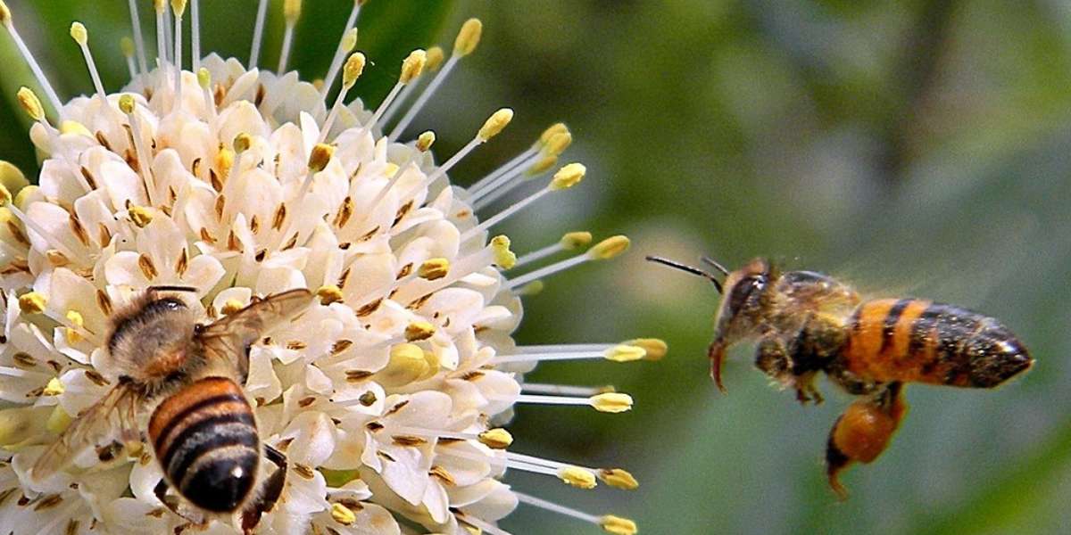 Bees May Spread Pollen, But They Also Save Lives: 6 Unexpected Ways ...