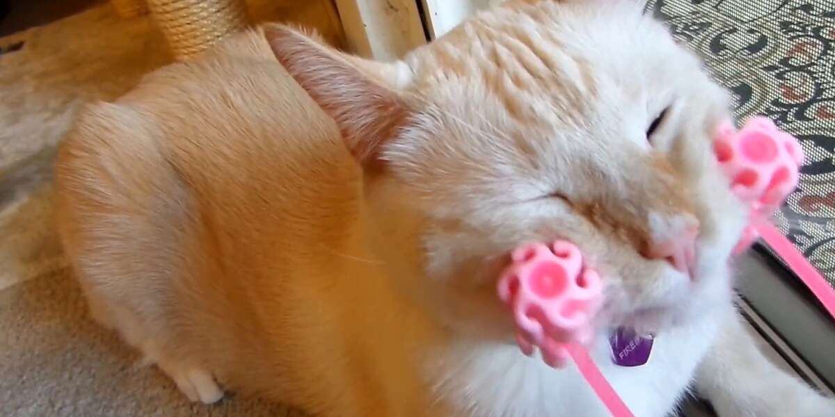 Cat Is LOVING His New Massage Toy - The Dodo