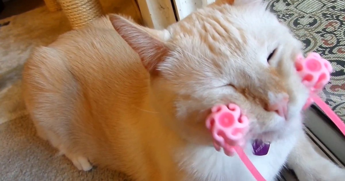 Cat Is LOVING His New Massage Toy - The Dodo