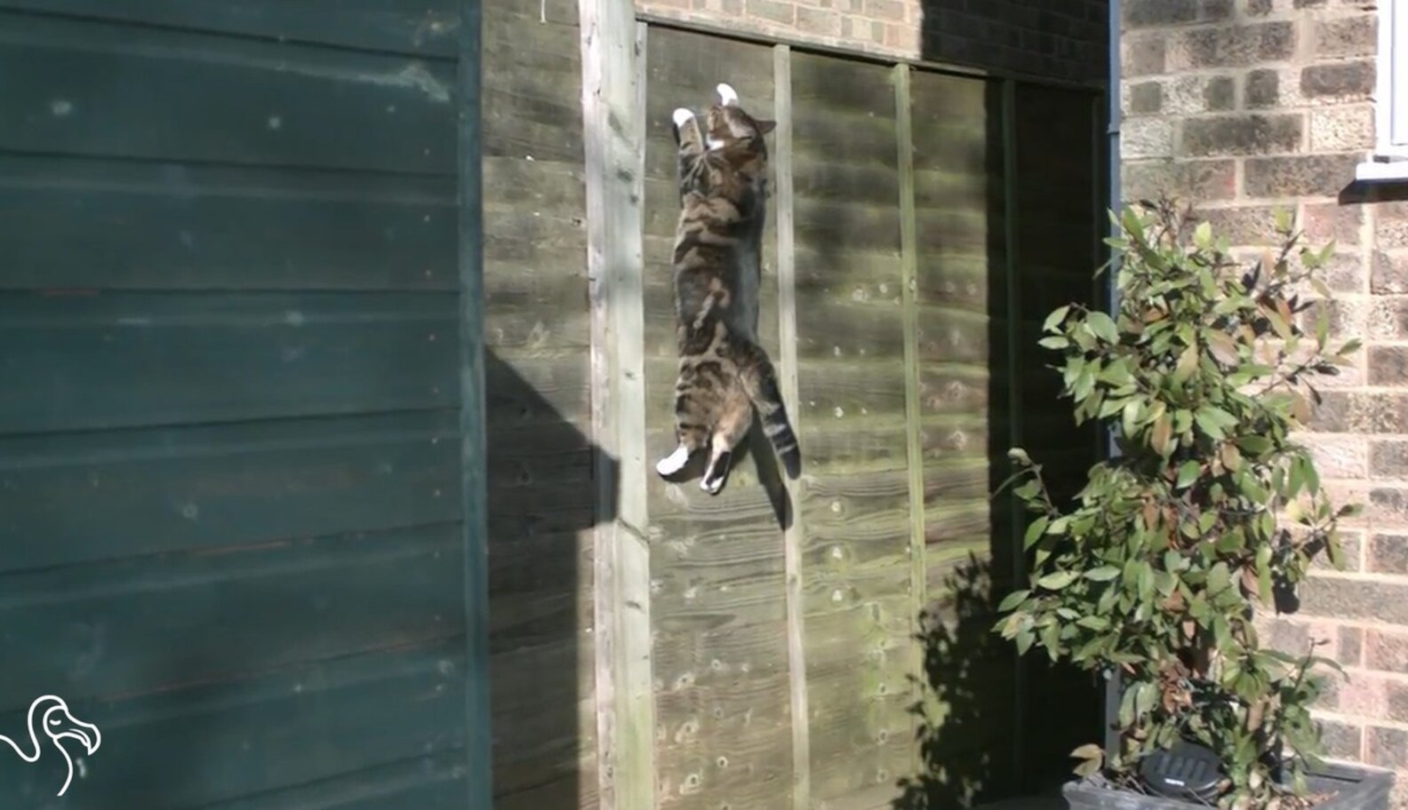 WATCH: Cats Doing Things In Slow Motion - The Dodo