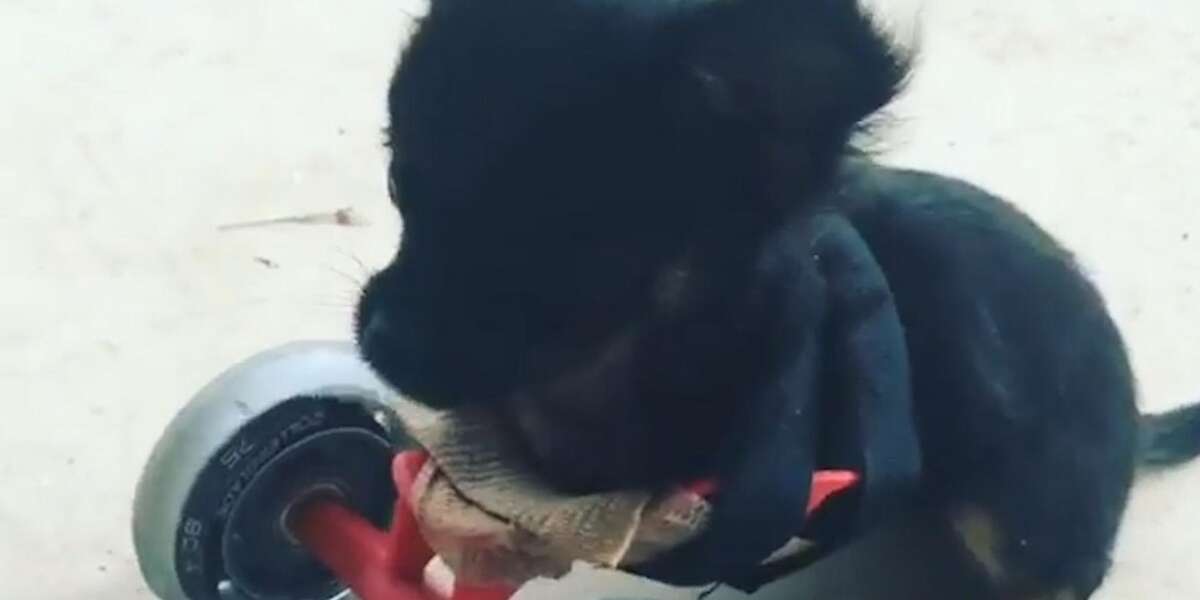 Dog With Two Legs Refuses To Be Held Back - The Dodo