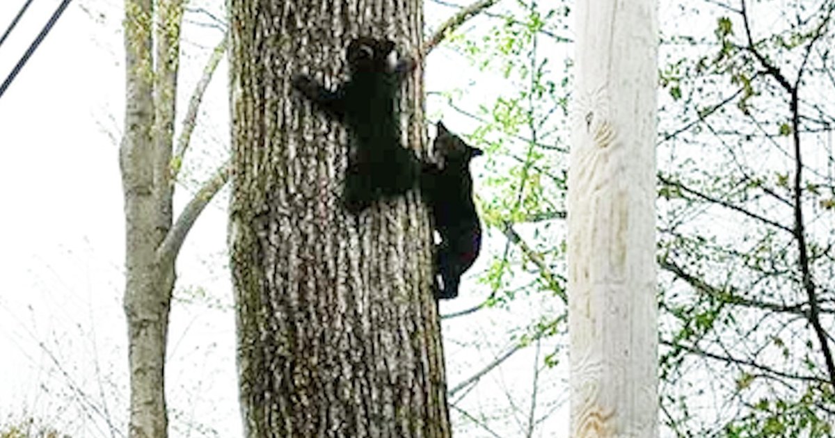 Baby Bears Stuck In Tree Had No Idea Their Mom Wasn't Coming Back - The ...