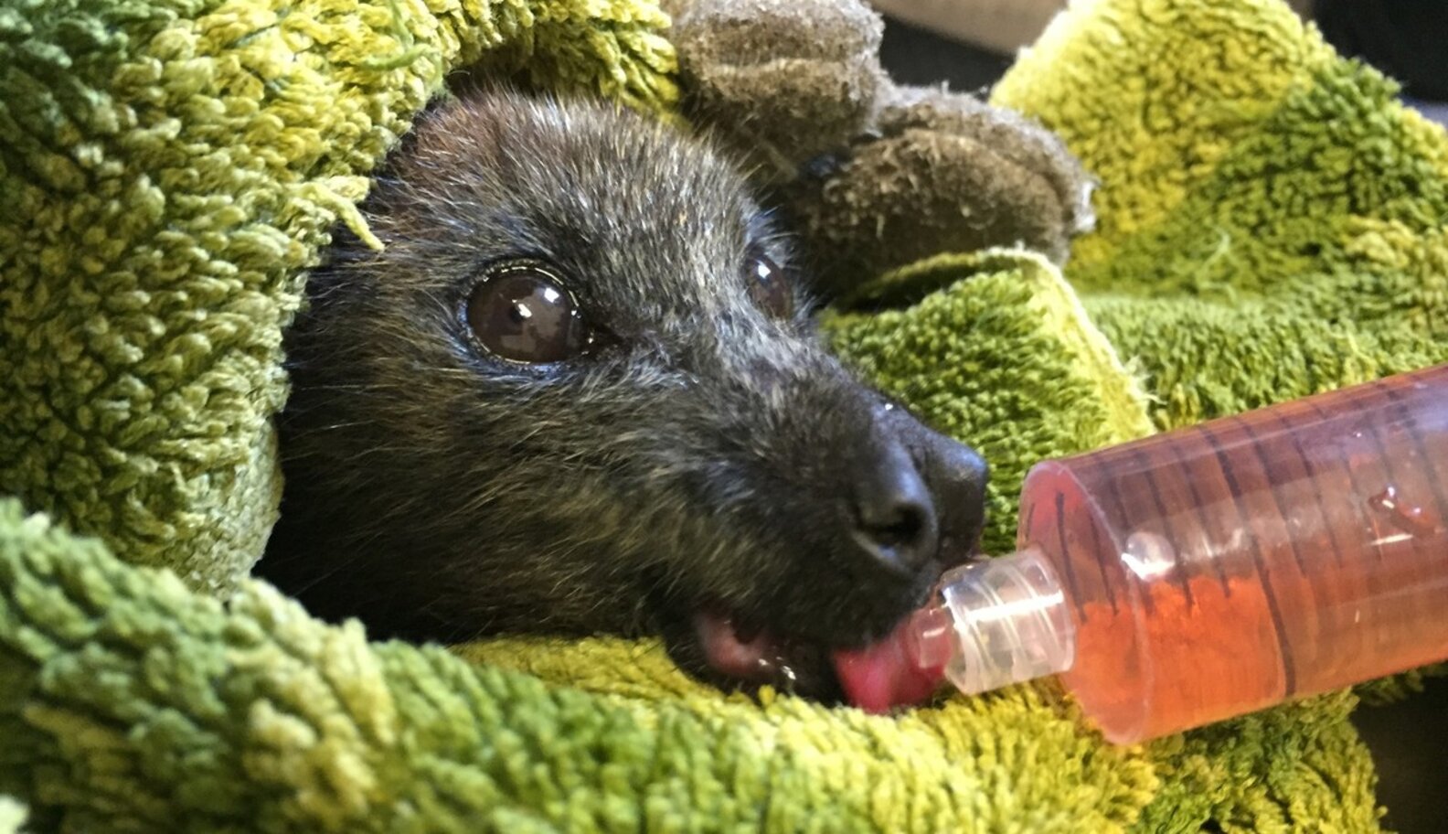 Flying Fox Sips Juice After Dramatic Sky-High Rescue - The Dodo