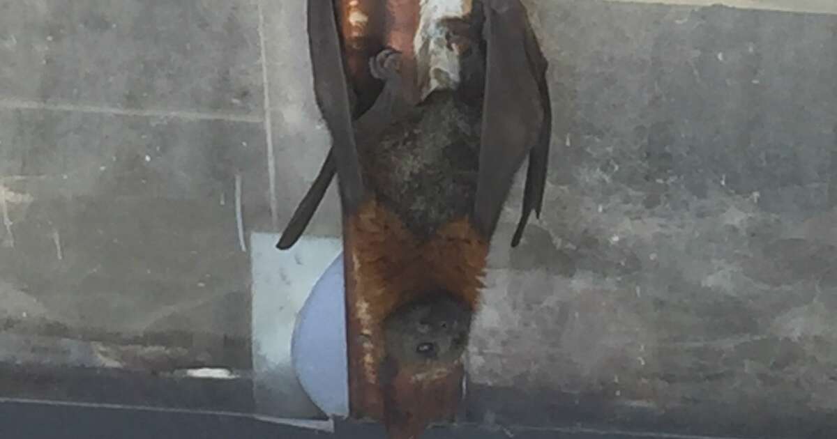 Flying Fox Sips Juice After Dramatic Sky-High Rescue - The Dodo