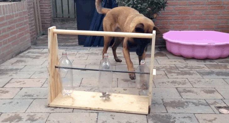 Clever Dog Figures Out Bottle Game For Treats - The Dodo Clever Dog Figures Out Bottle Game For Treats - The Dodo