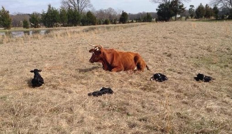 Proud Mother Cow Makes A Very, Very, Very, Very Special Delivery - The Dodo