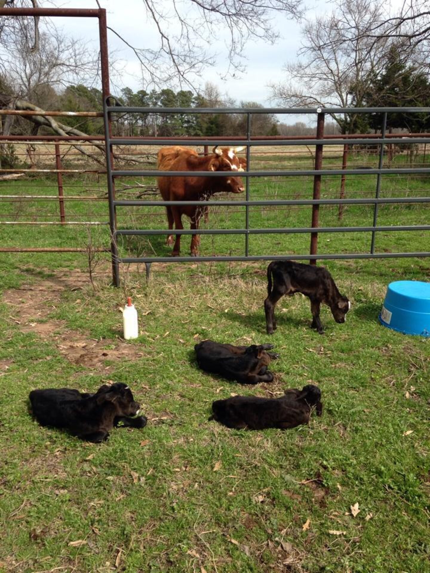 Proud Mother Cow Makes A Very, Very, Very, Very Special Delivery - The Dodo