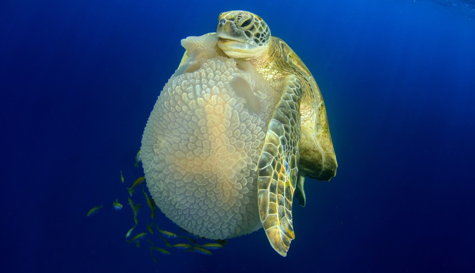 Stunning Photos Reveal The Secret Lives Of Sea Creatures - The Dodo