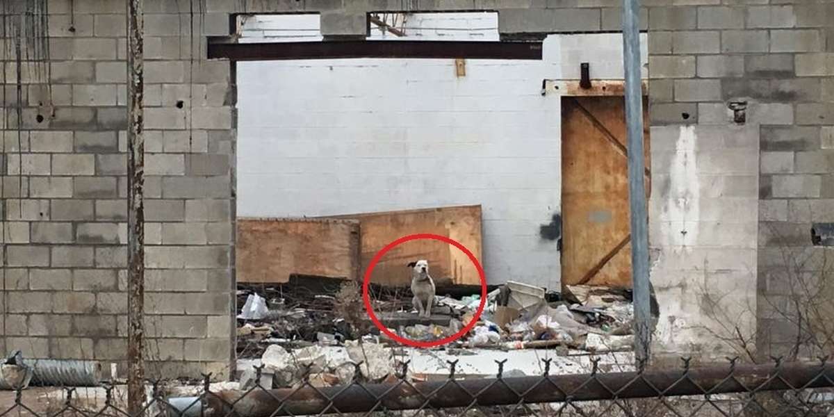 Dog Waited In Ruined Building For Someone To Find Him - The Dodo