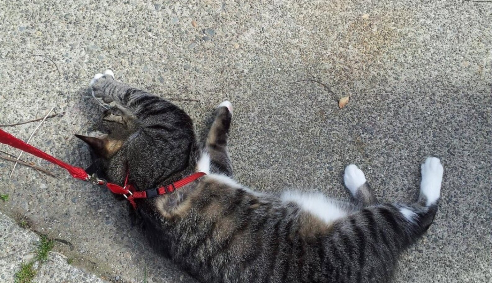 10 Cats Who Are Totally Over This Whole "Walking" Thing - The Dodo