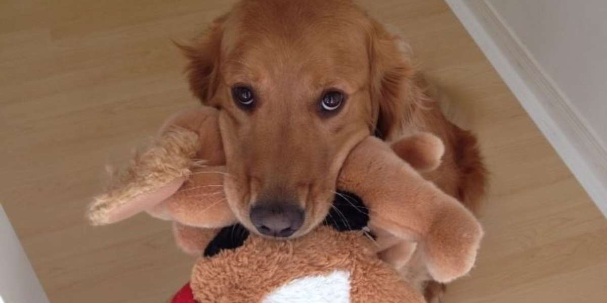 17 Pets Who Love Their Stuffed Animals - The Dodo