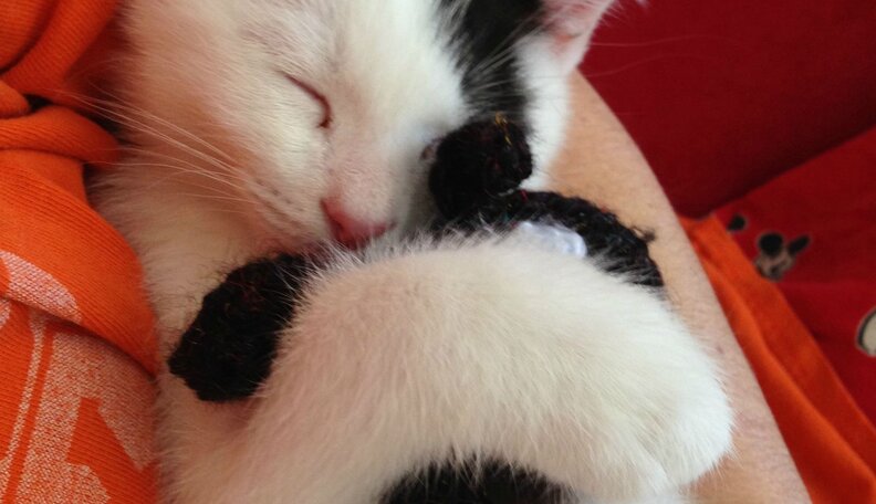 17 Pets Who Love Their Stuffed Animals - The Dodo