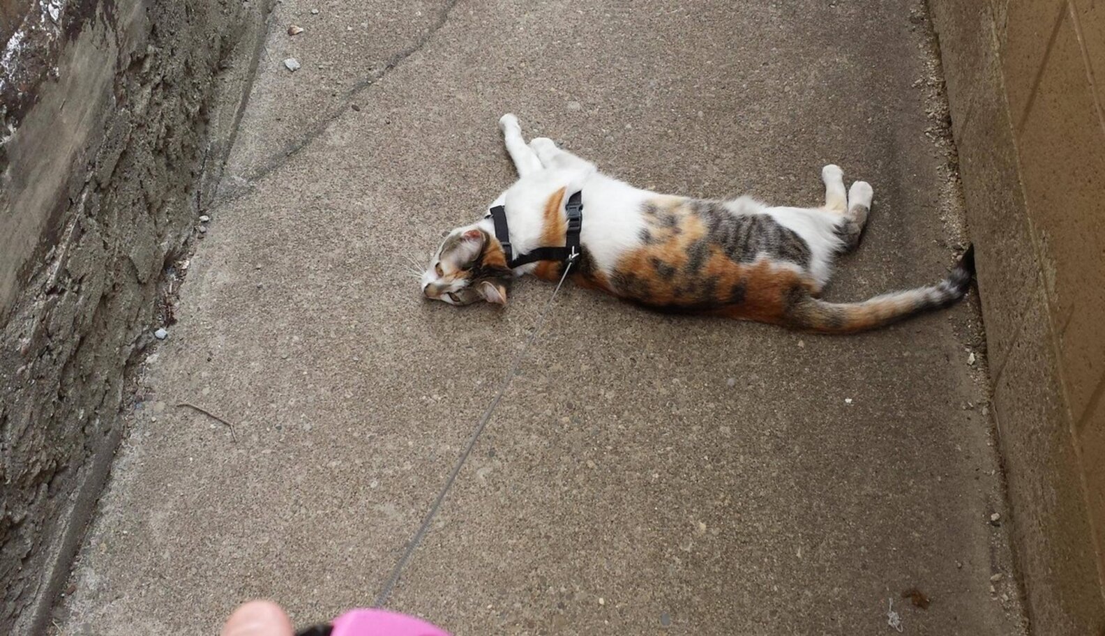 10 Cats Who Are Totally Over This Whole "Walking" Thing - The Dodo