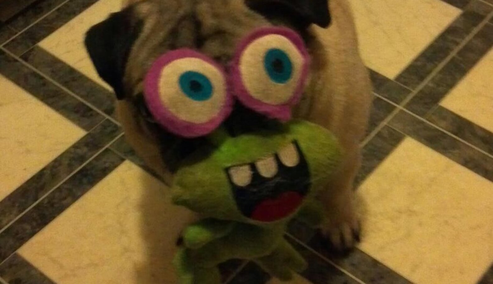 17 Pets Who Love Their Stuffed Animals - The Dodo