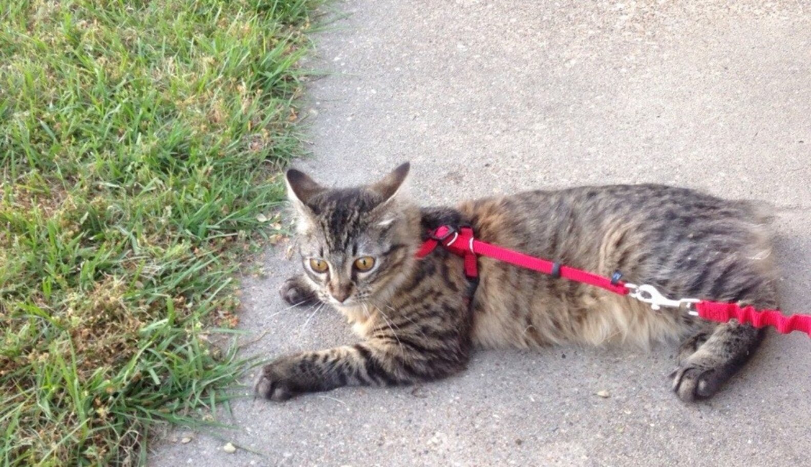 10 Cats Who Are Totally Over This Whole "Walking" Thing - The Dodo