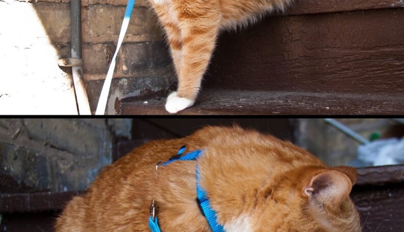 10 Cats Who Are Totally Over This Whole "Walking" Thing - The Dodo