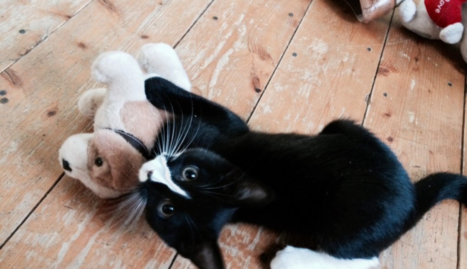 17 Pets Who Love Their Stuffed Animals - The Dodo