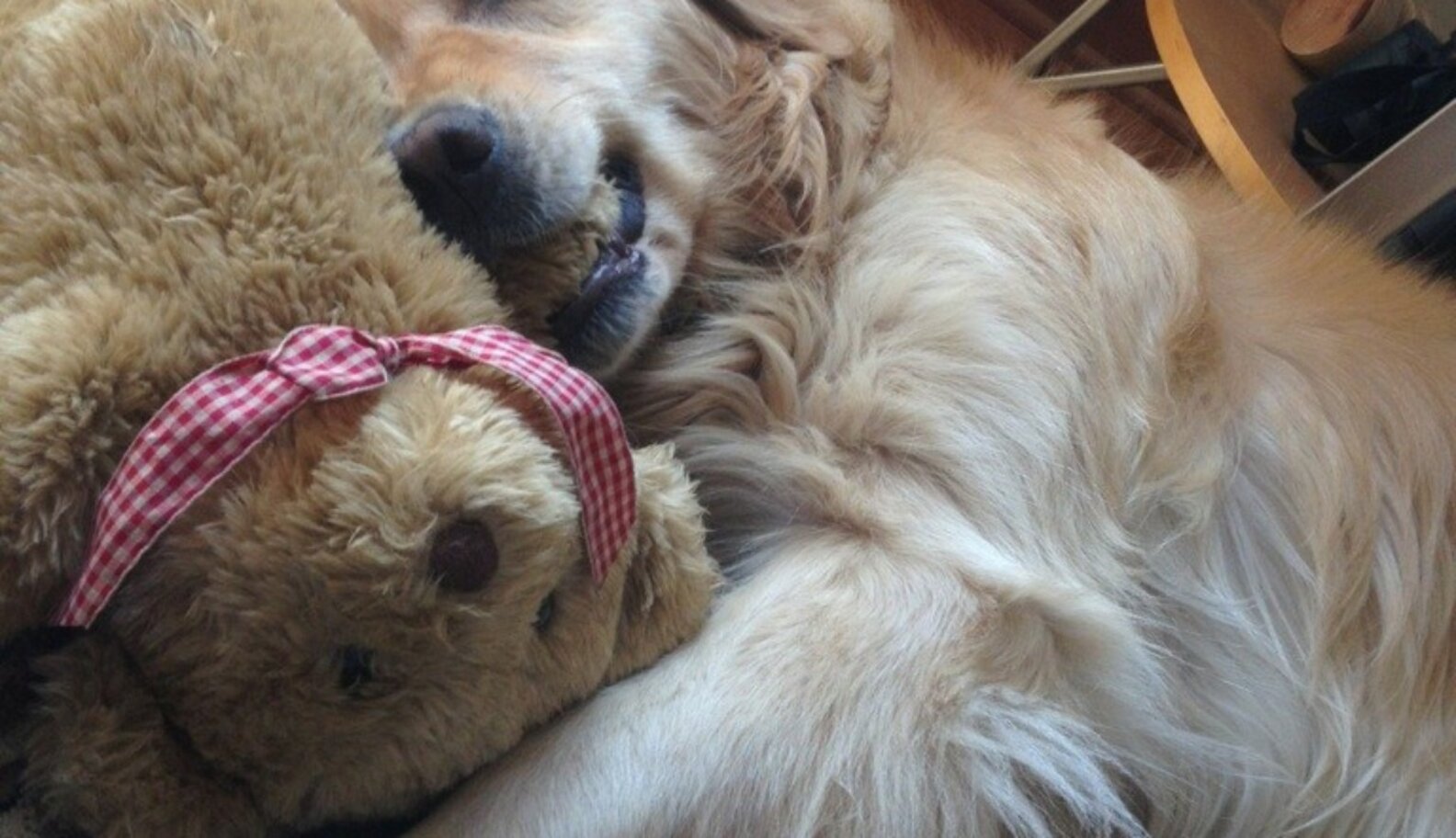 17 Pets Who Love Their Stuffed Animals - The Dodo