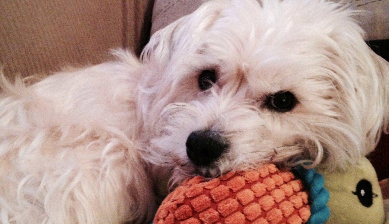 17 Pets Who Love Their Stuffed Animals - The Dodo