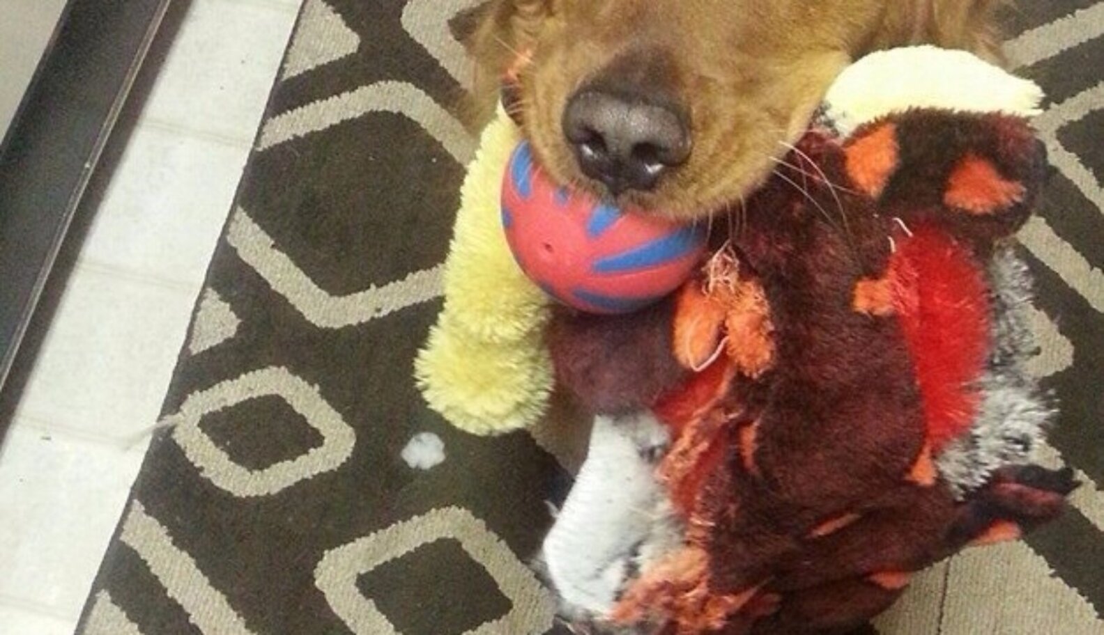 17 Pets Who Love Their Stuffed Animals - The Dodo