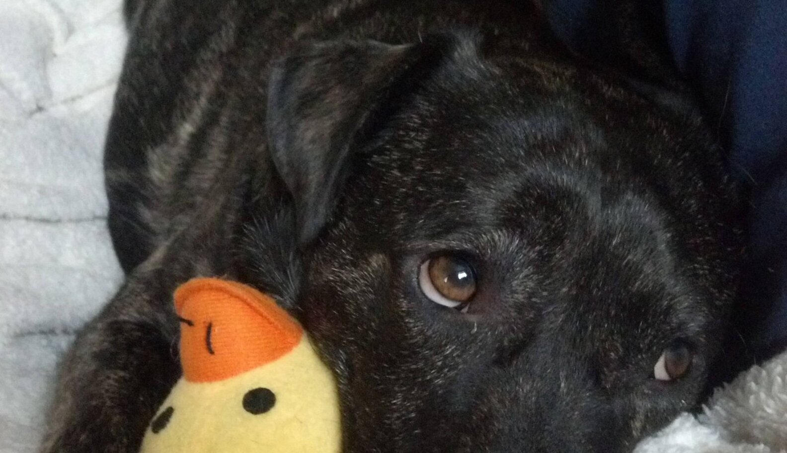 17 Pets Who Love Their Stuffed Animals - The Dodo