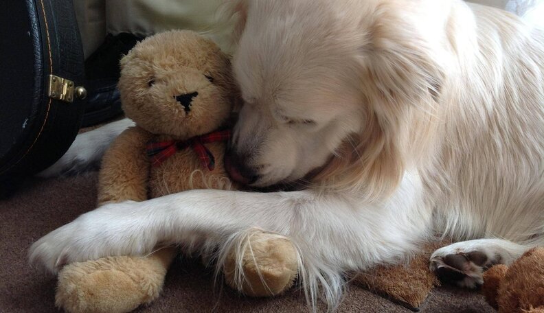 17 Pets Who Love Their Stuffed Animals - The Dodo
