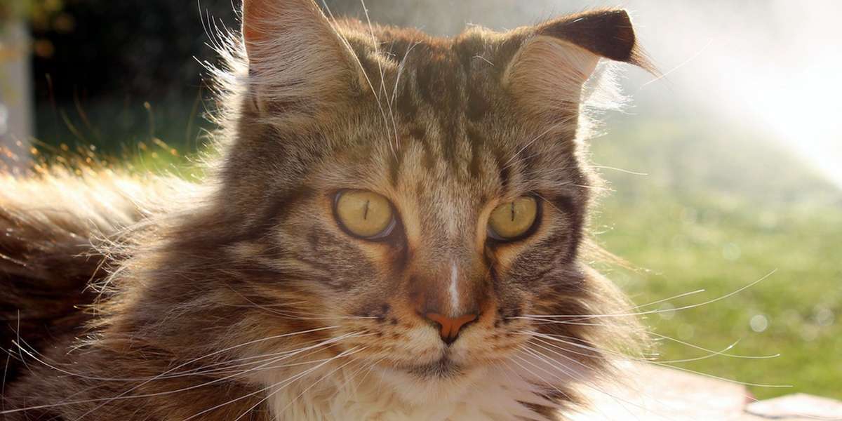 Shh! 10 Animals With Amazing Hearing - The Dodo