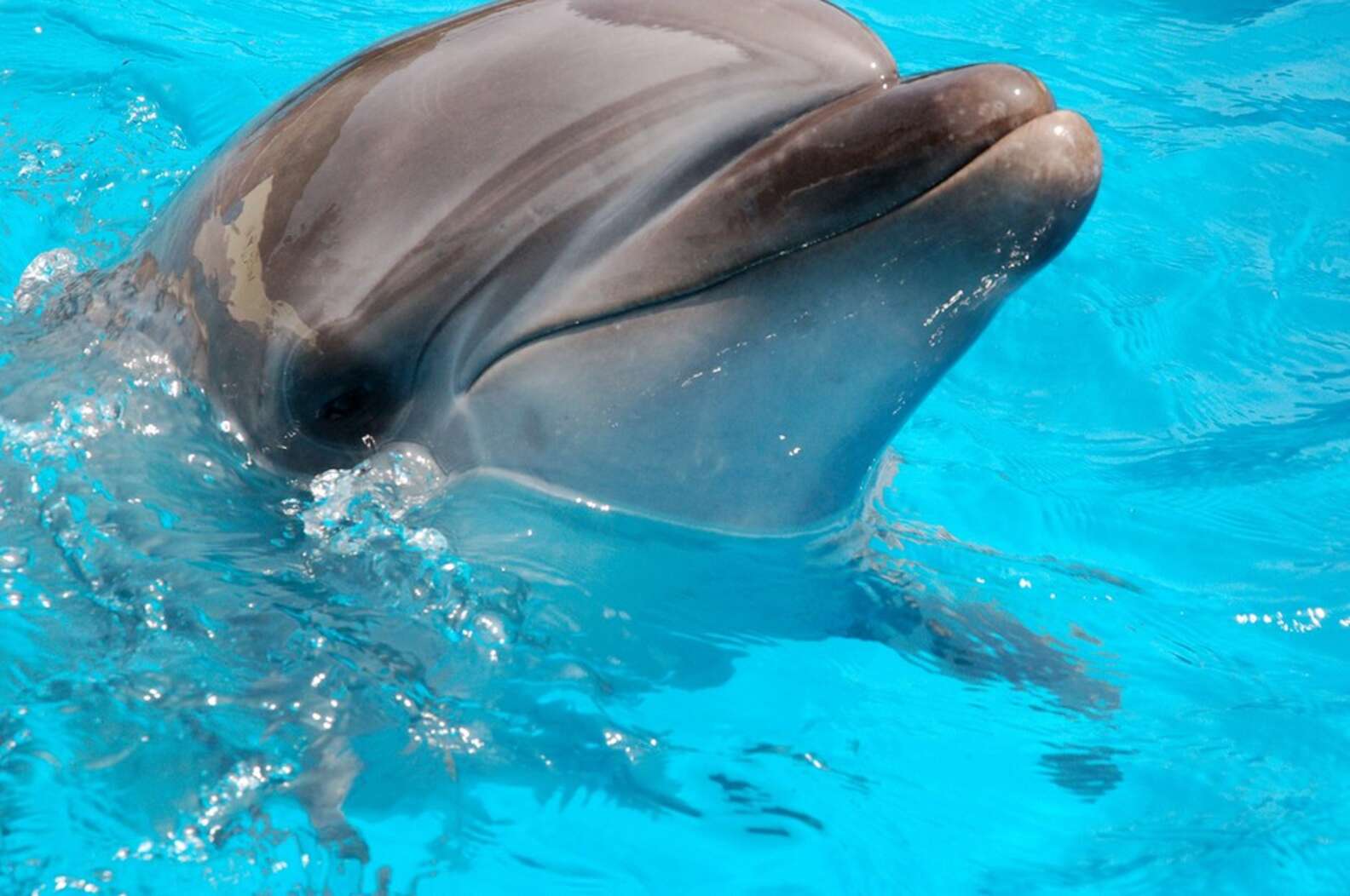 Shh! 10 Animals With Amazing Hearing - The Dodo